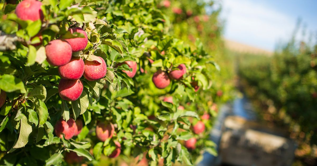 Late summer road trips for apple season | The Seattle Times