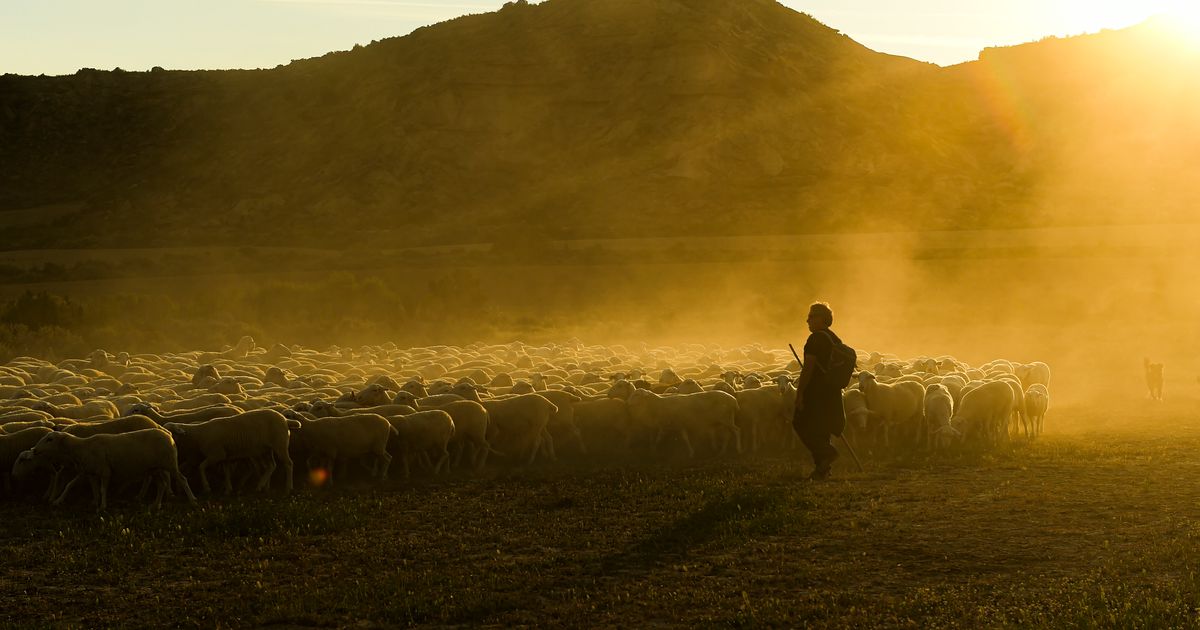 AP PHOTOS: A shepherd keeps up the ancient rite of guiding sheep across ...