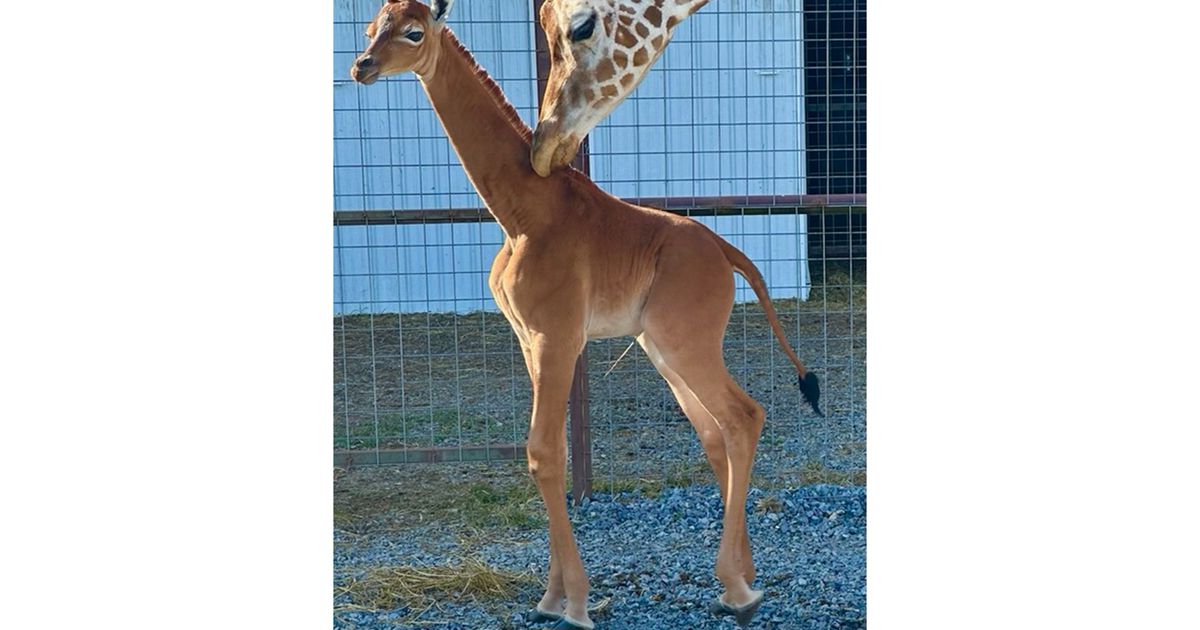 Spotless arrival: Rare giraffe without coat pattern is born at ...