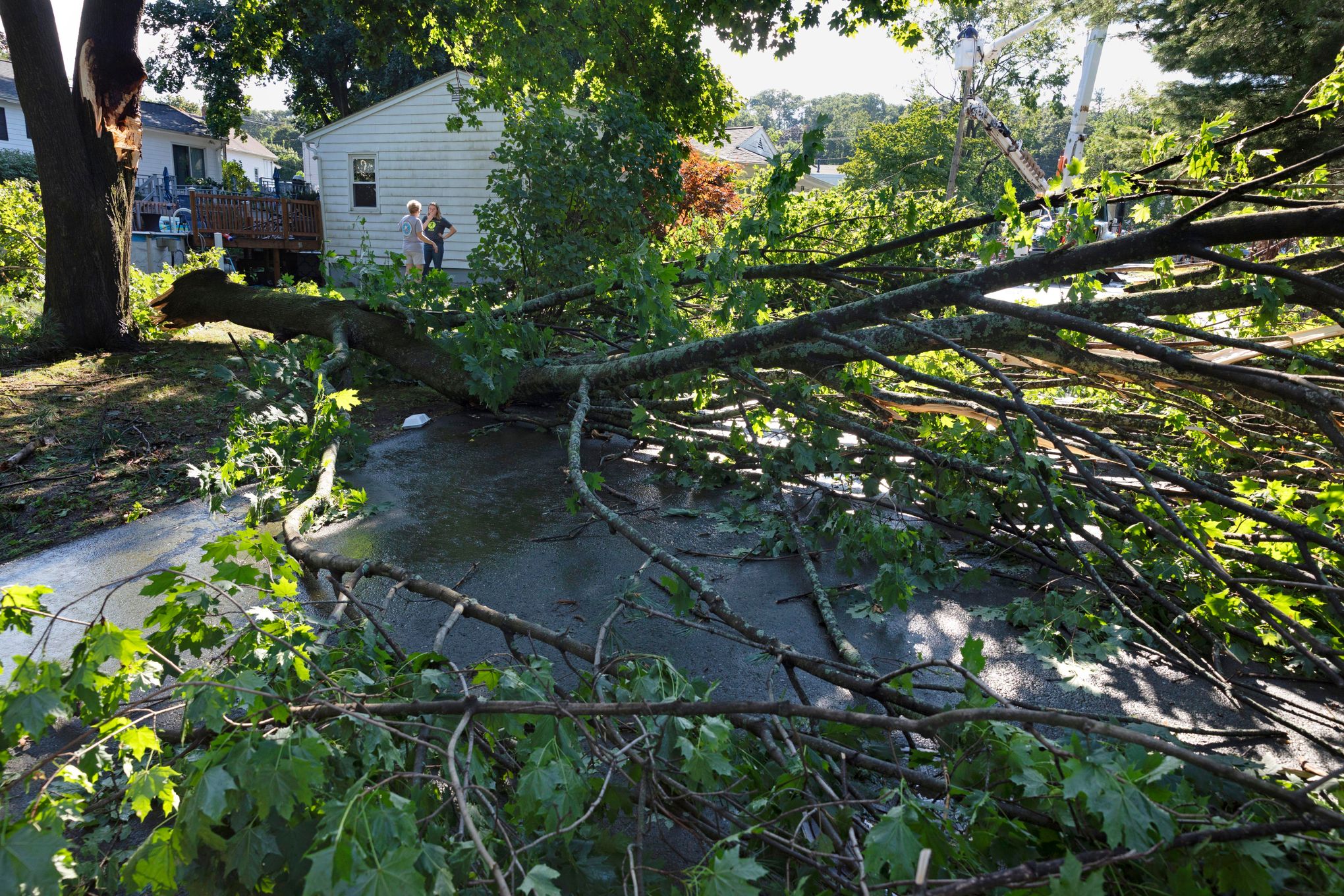 Tornado Tree Damage
