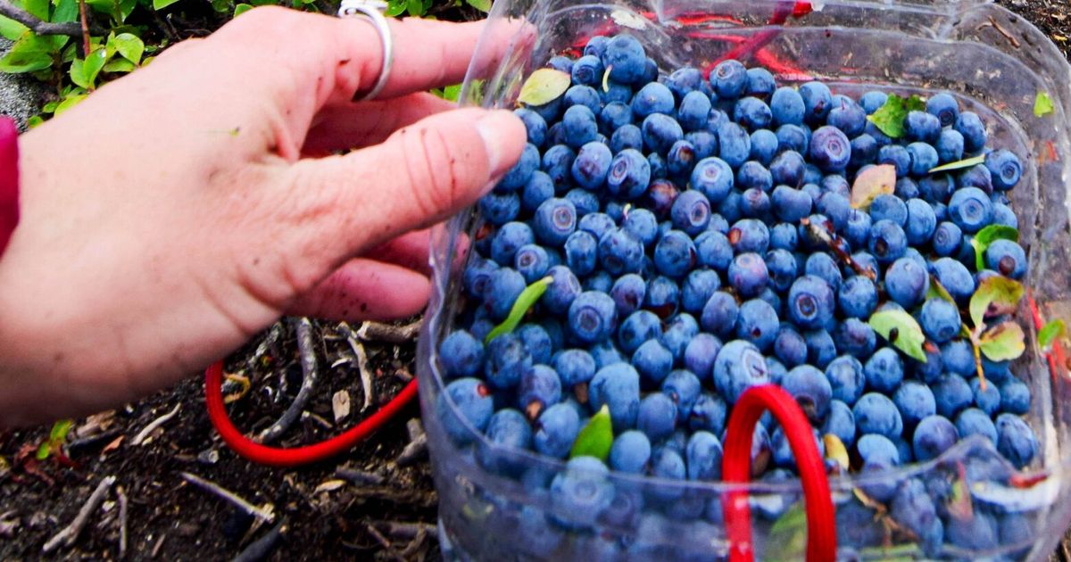 During huckleberry season, try these 5 hikes for berries on the trail ...
