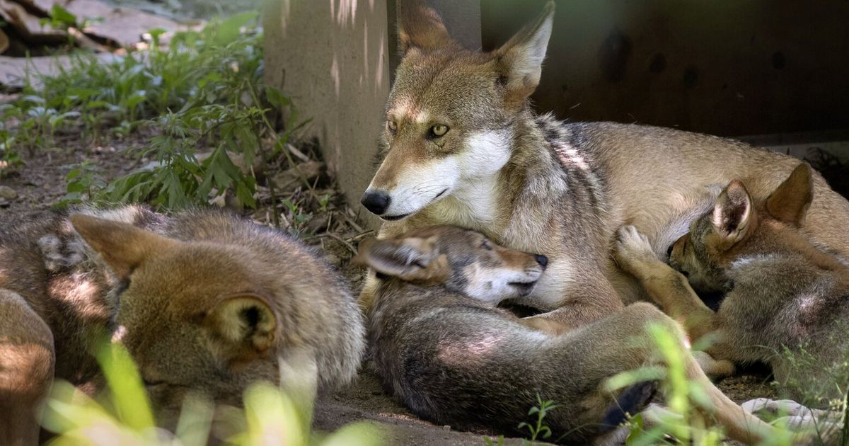Endangered red wolves need space to stay wild. But there’s another ...