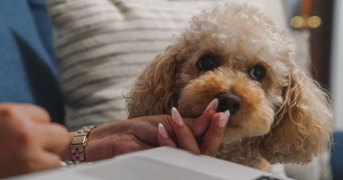 Pets are our faithful companions, but the costs to care for them can ...