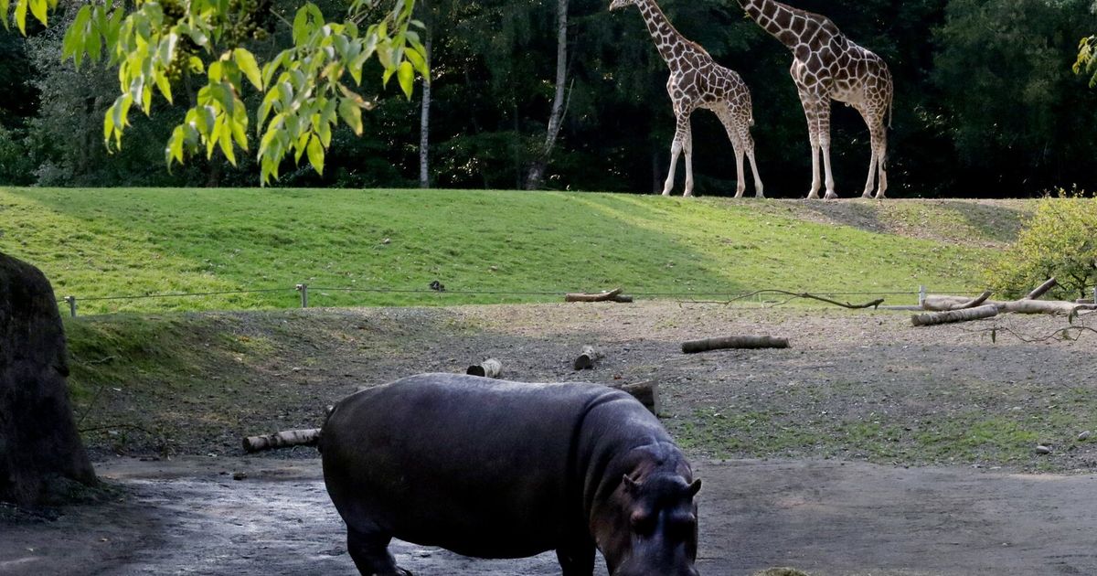 Woodland Park Zoo’s ‘poopular’ Zoo Doo compost sale returns | The ...