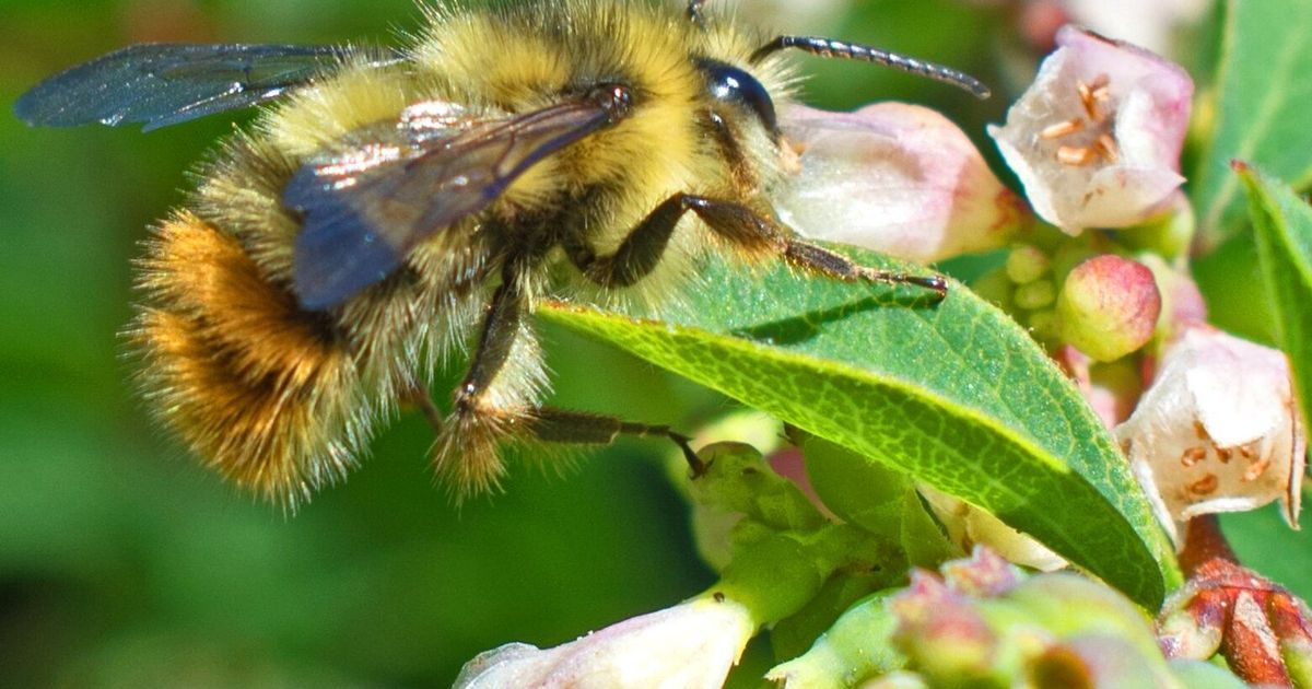 Weasels and bees and more: Sustaining nature in our yards nurtures us ...