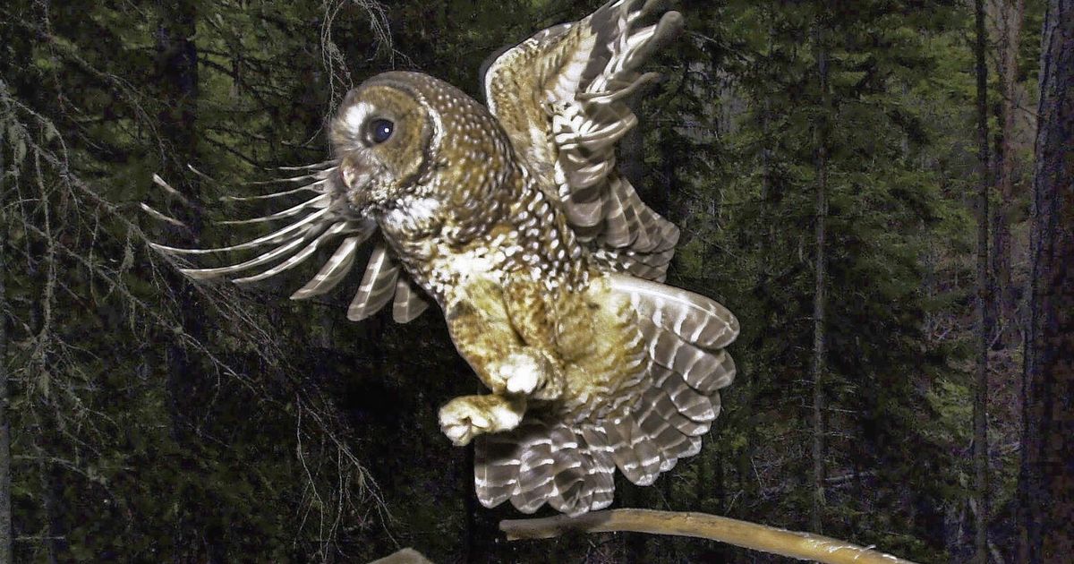 Feds propose shooting one owl to save another in Pacific Northwest ...