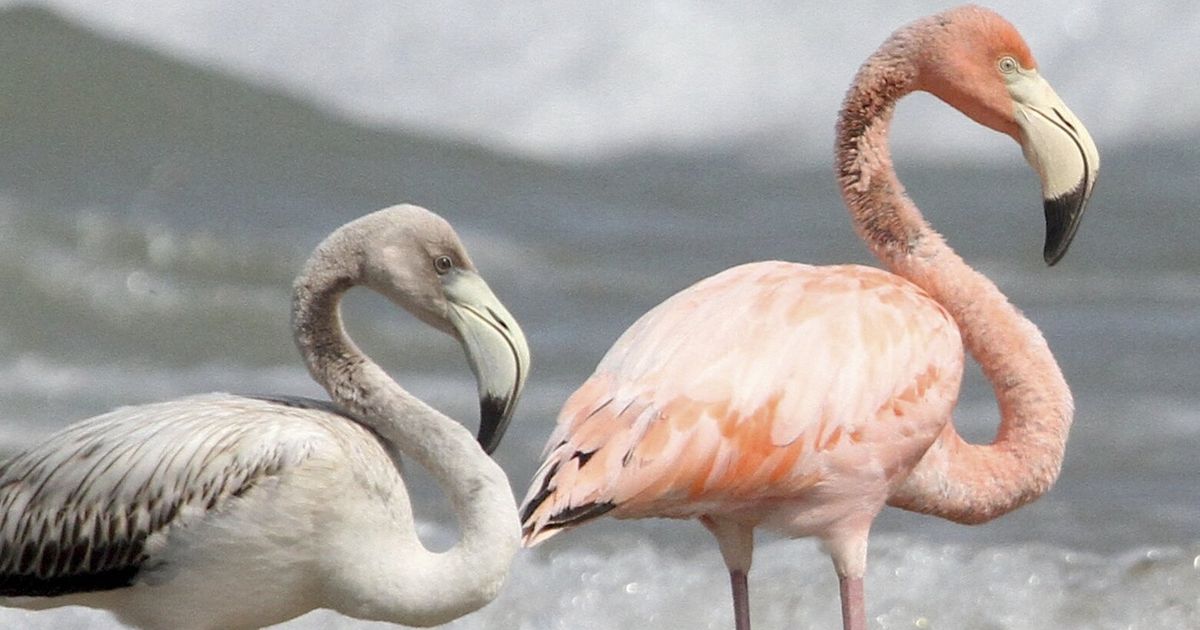 Flamingos in Wisconsin? Tropical birds visit Lake Michigan beach in a ...