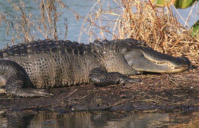 Evan Rosen | The Seattle Times