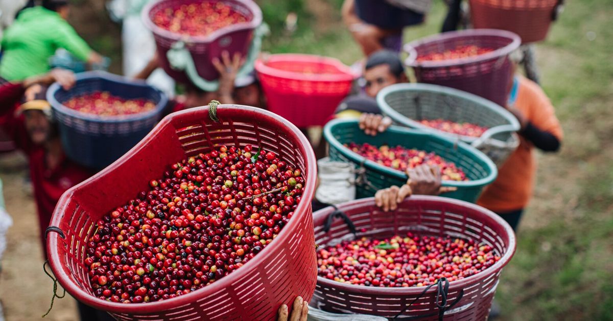 Starbucks aims to protect future of coffee with climate-resistant trees ...