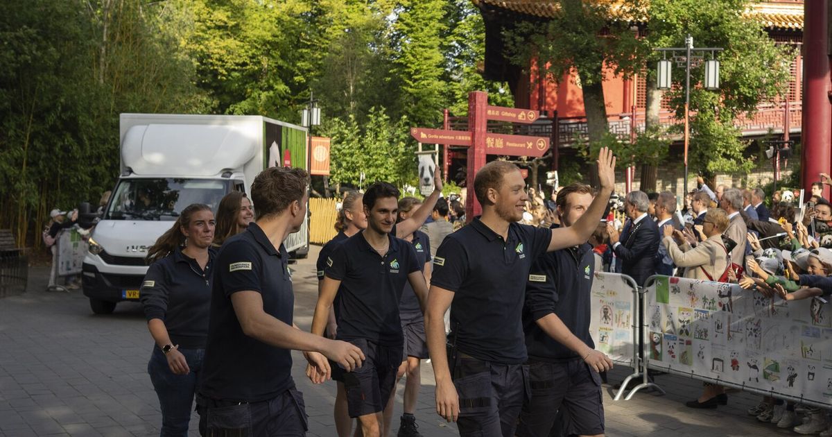 Giant panda Fan Xing leaves a Dutch zoo for her home country China ...