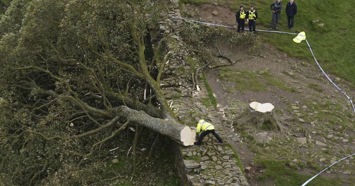 2 men arrested in an investigation into a famous tree that was felled ...