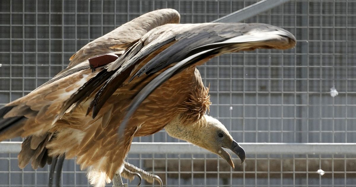 Spanish griffon vultures are released into the wild in Cyprus | The ...