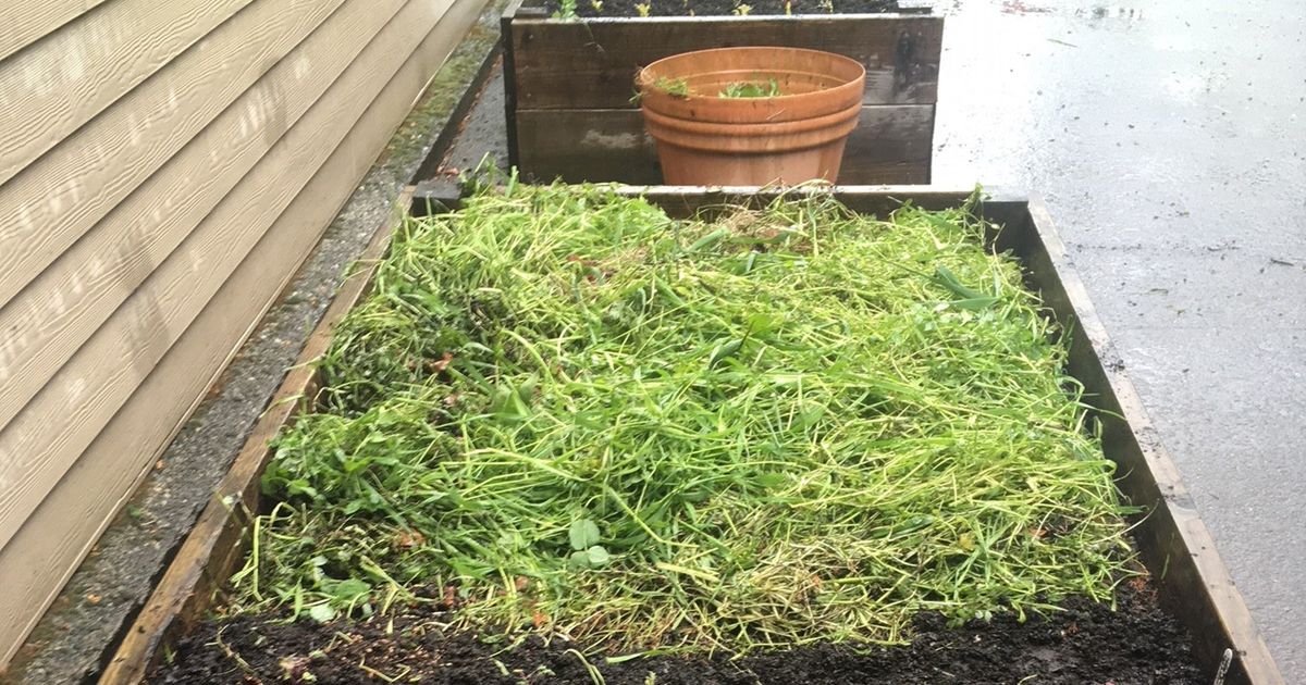 Boost your garden’s health this fall with cover crops | The Seattle Times