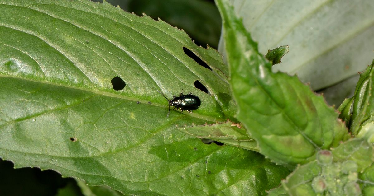An expert’s guide to handling a garden infestation, tree problem | The ...