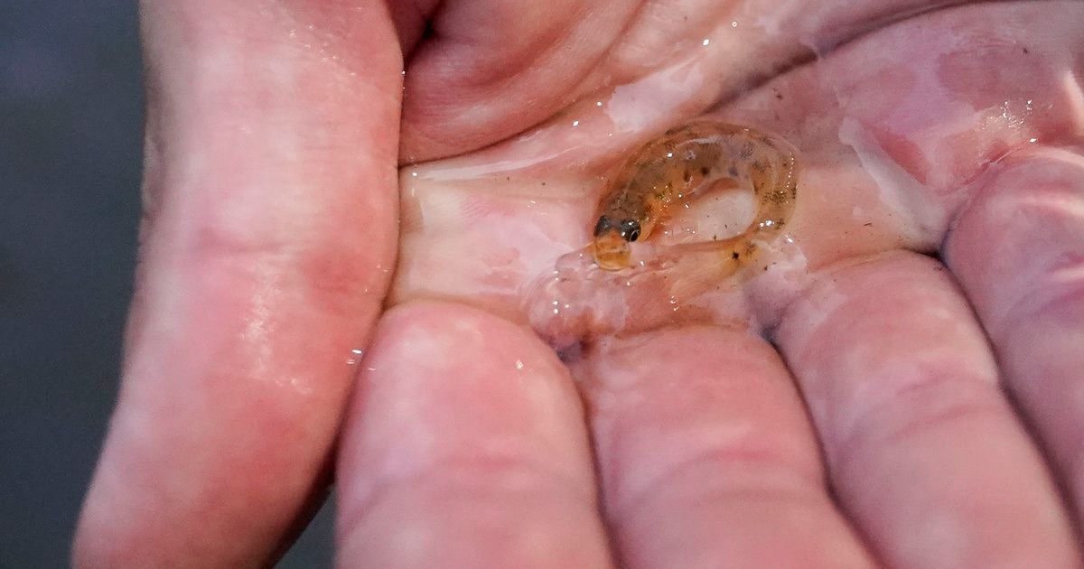 In Mississippi, a tiny fish is reintroduced to the river where it ...