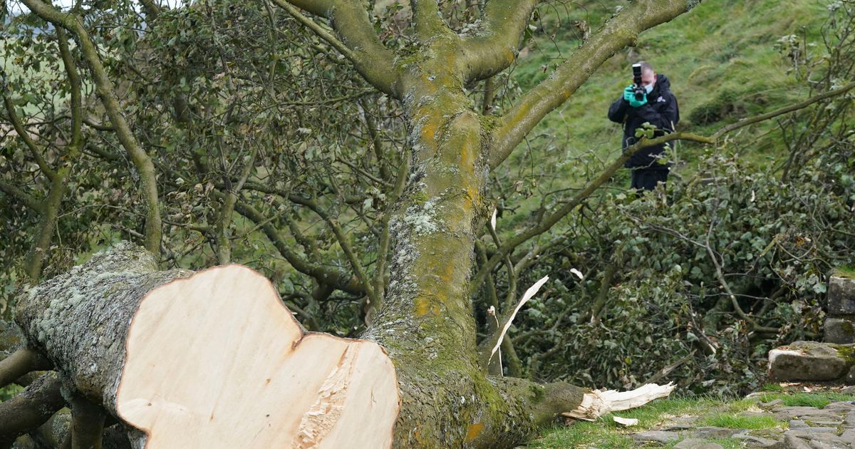 A second man is arrested over the felling in England of a much-loved ...