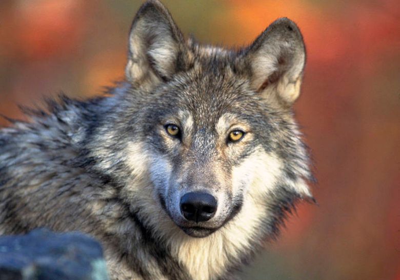 Wolf Face Howling Grey Wolf During Winter