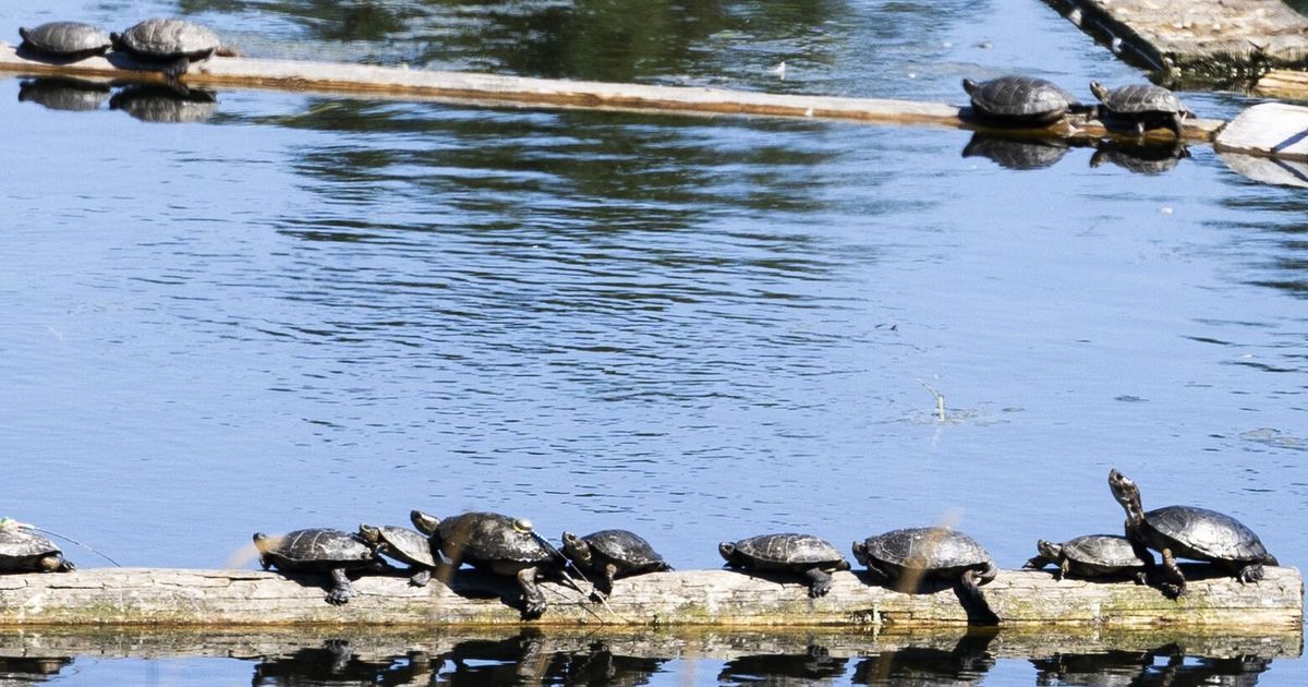Feds propose protections for turtles that nearly went extinct in WA ...
