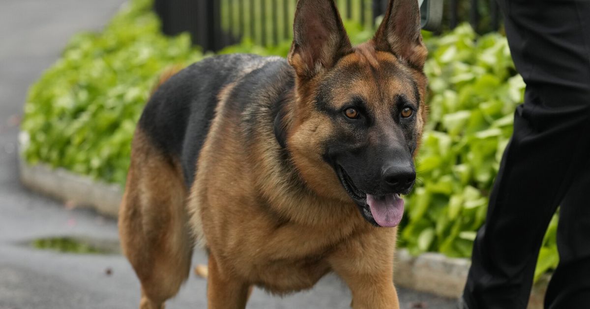 Biden’s dog Commander no longer at White House after biting incidents ...