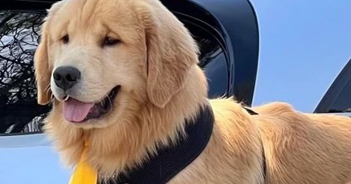 The unusual story of how a dog became a town’s mayor | The Seattle Times