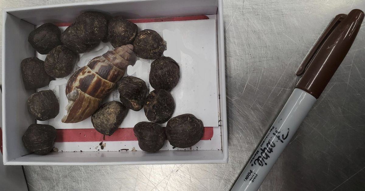 US Customs officials seize giraffe feces from woman at Minnesota ...