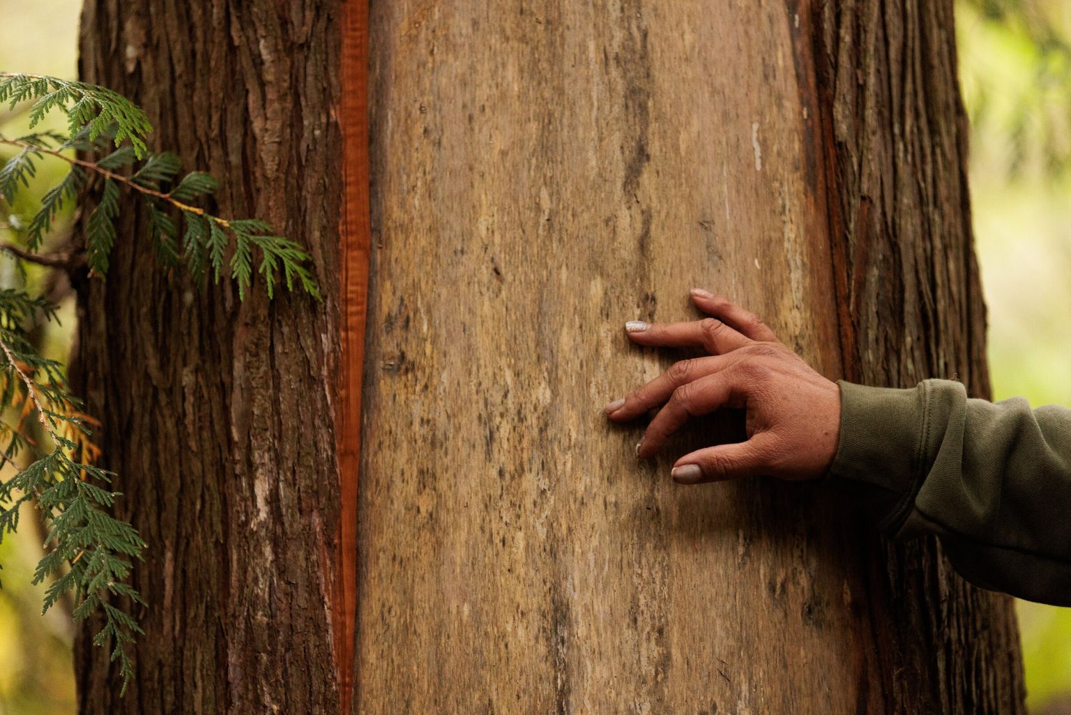 The Pacific Northwest trees shaped by generations of people | The ...