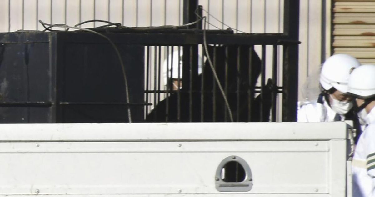 3 bears are captured after sneaking into a tatami factory as northern ...