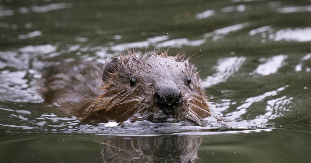 Beavers reintroduced to west London for first time in 400 years | The ...