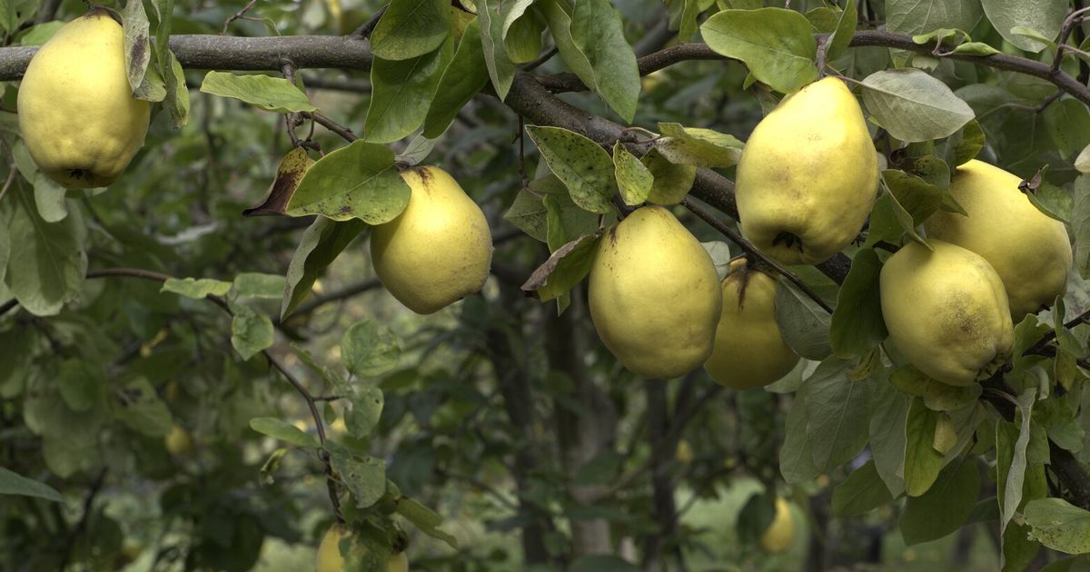 Don’t overlook the quince; try sniffing (and poaching) it instead | The ...