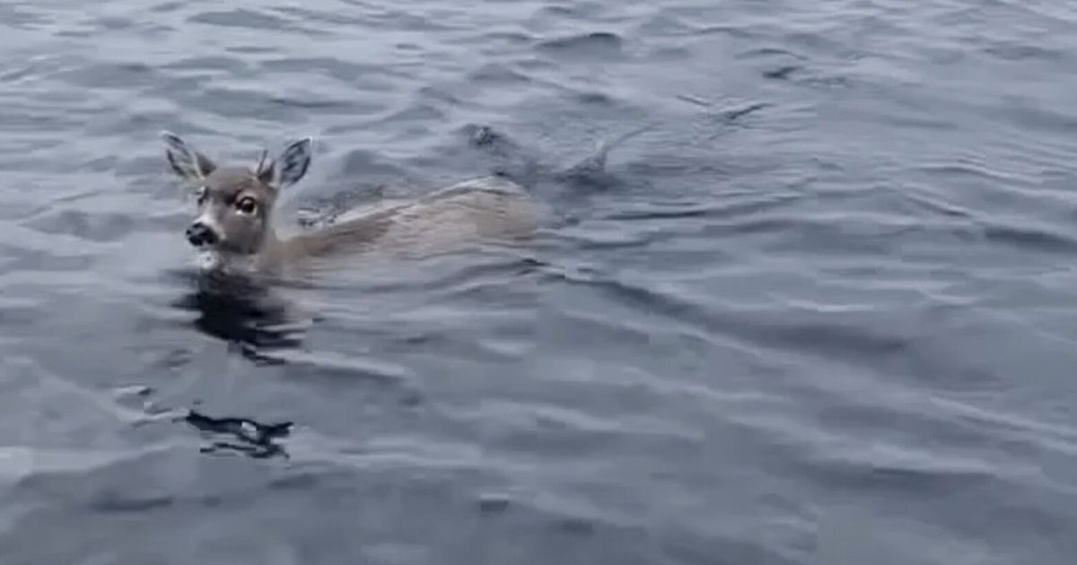 Deer struggling in cold Alaskan waters saved by wildlife troopers who ...