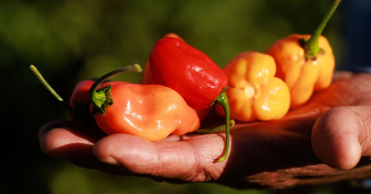 WA’s farmers of color caught a pandemic boom; now many fear a bust ...