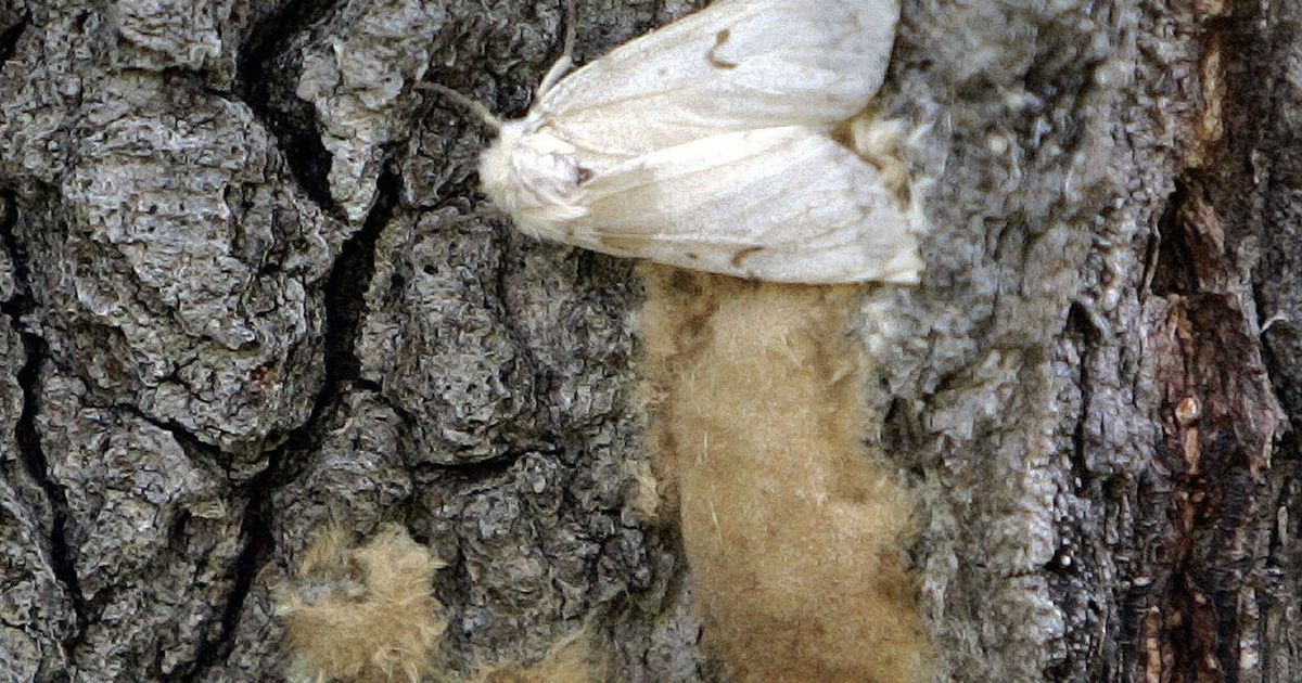 WA trapped a big number of these invasive, tree-eating moths in 2023 ...