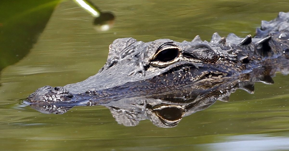 First ever Florida Man games will feature beer belly wrestling and ...