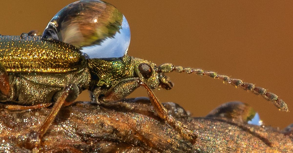 Reflective raindrops piggyback on a sparkling beetle in this golden ...