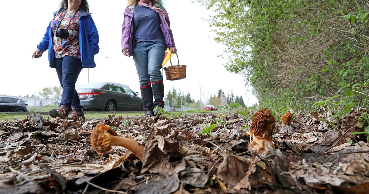 All you need to know about fall mushroom foraging in WA | The Seattle Times