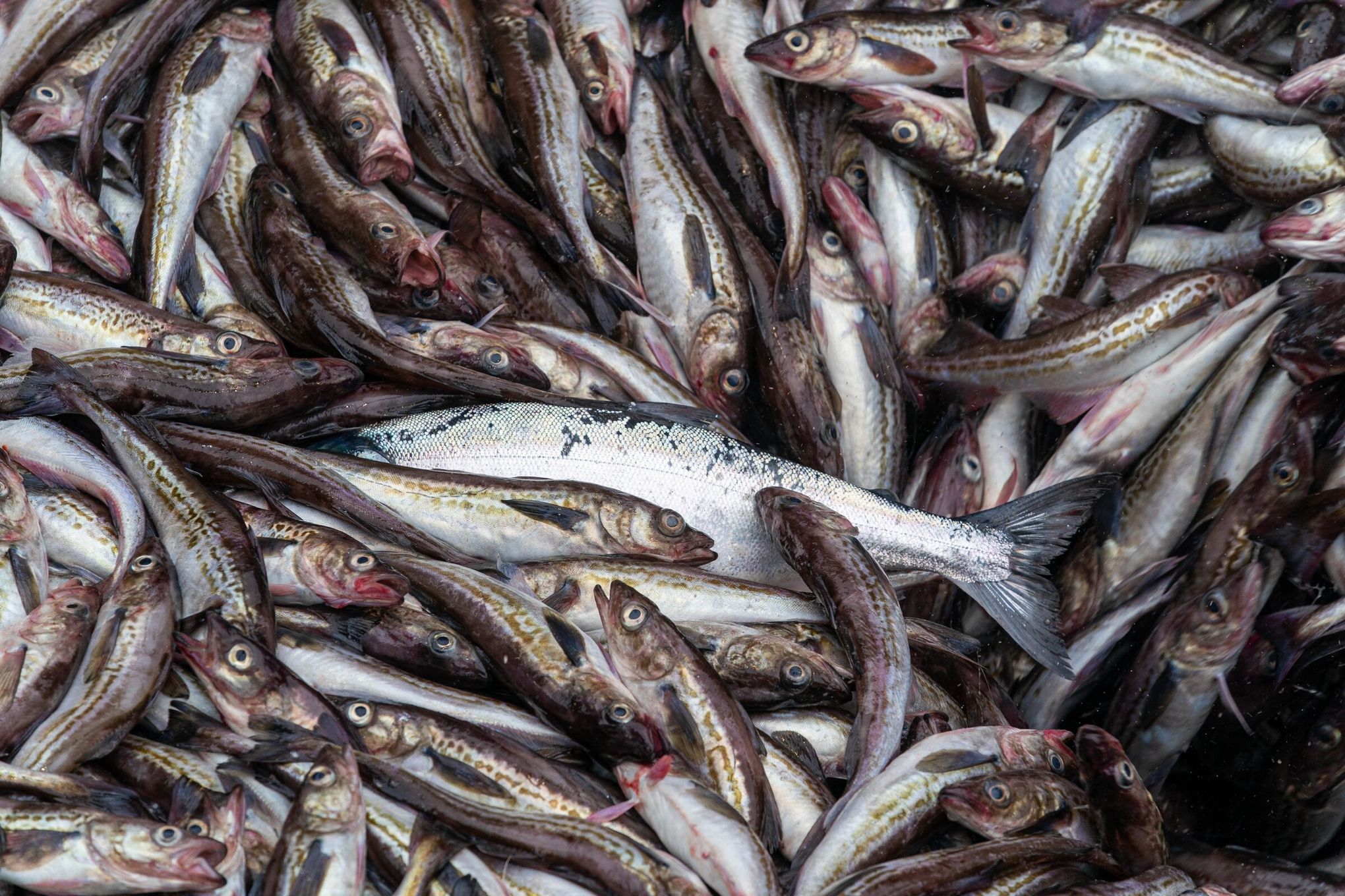 Bering Sea fish bounty brings help, headaches for trawlers - The ...