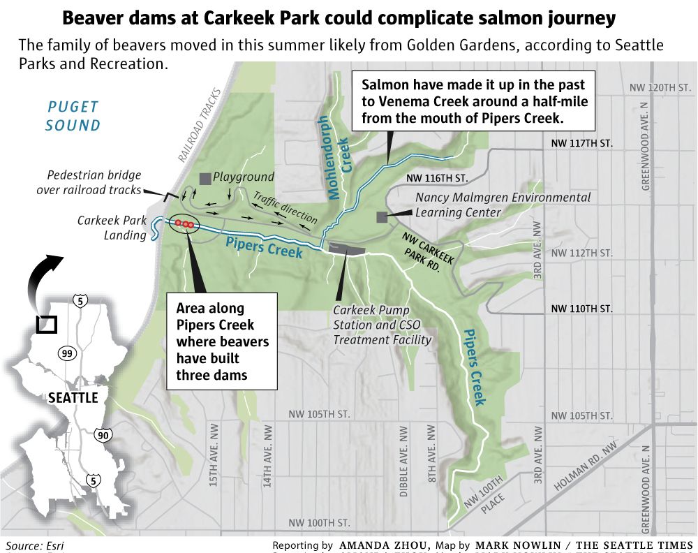 Beaver family that moved into Seattle’s Carkeek Park may complicate ...