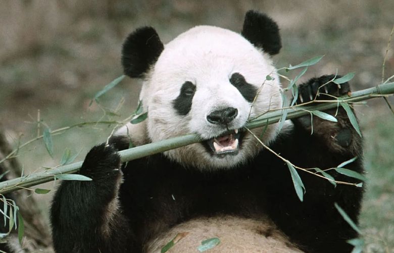 DIDI TANG | The Seattle Times