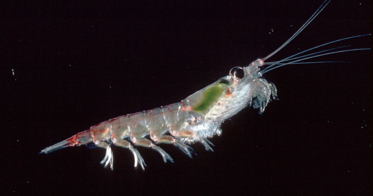 Factory fishing in Antarctica for krill targets the cornerstone of a ...