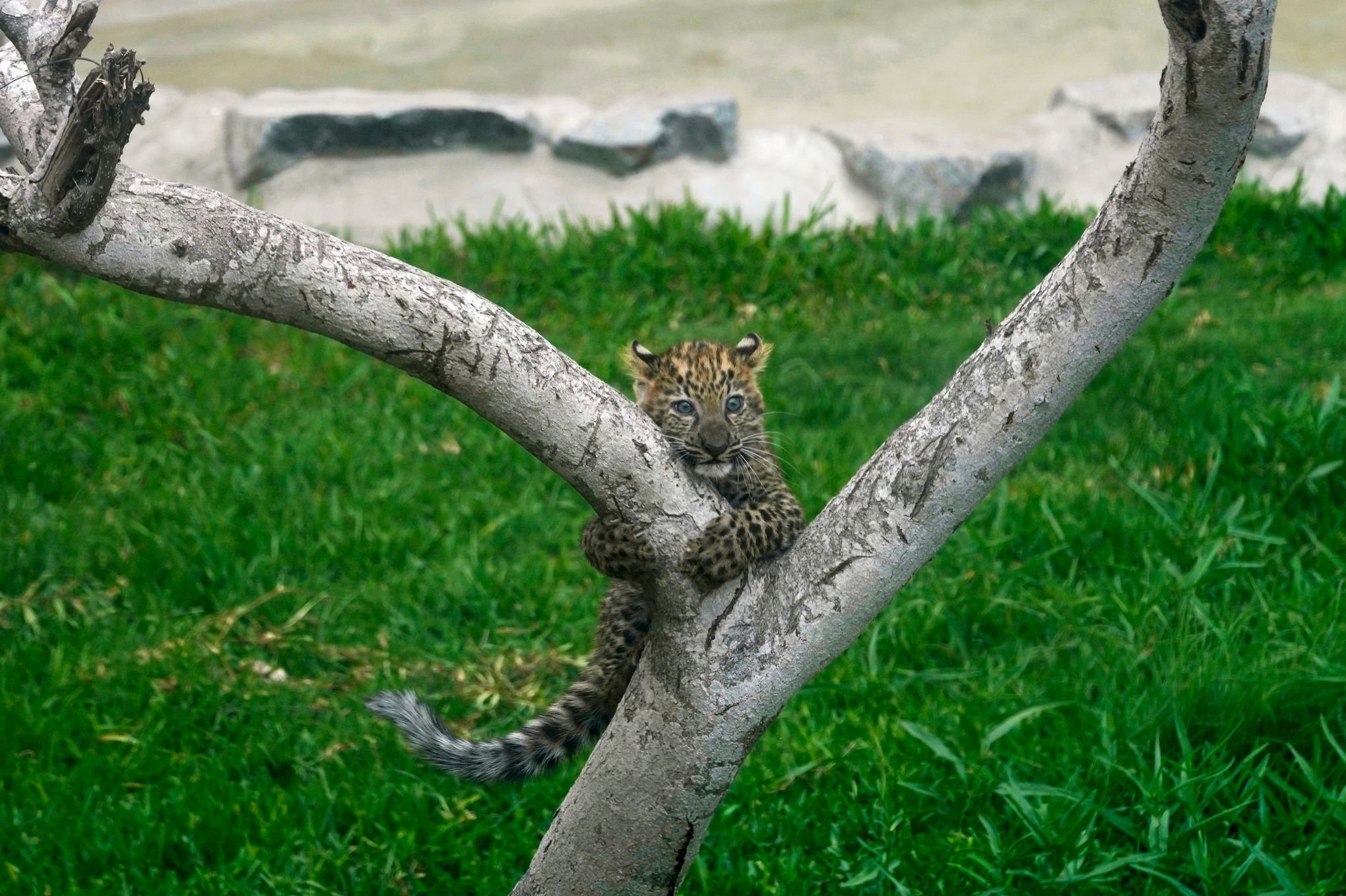 Leopard Climbing