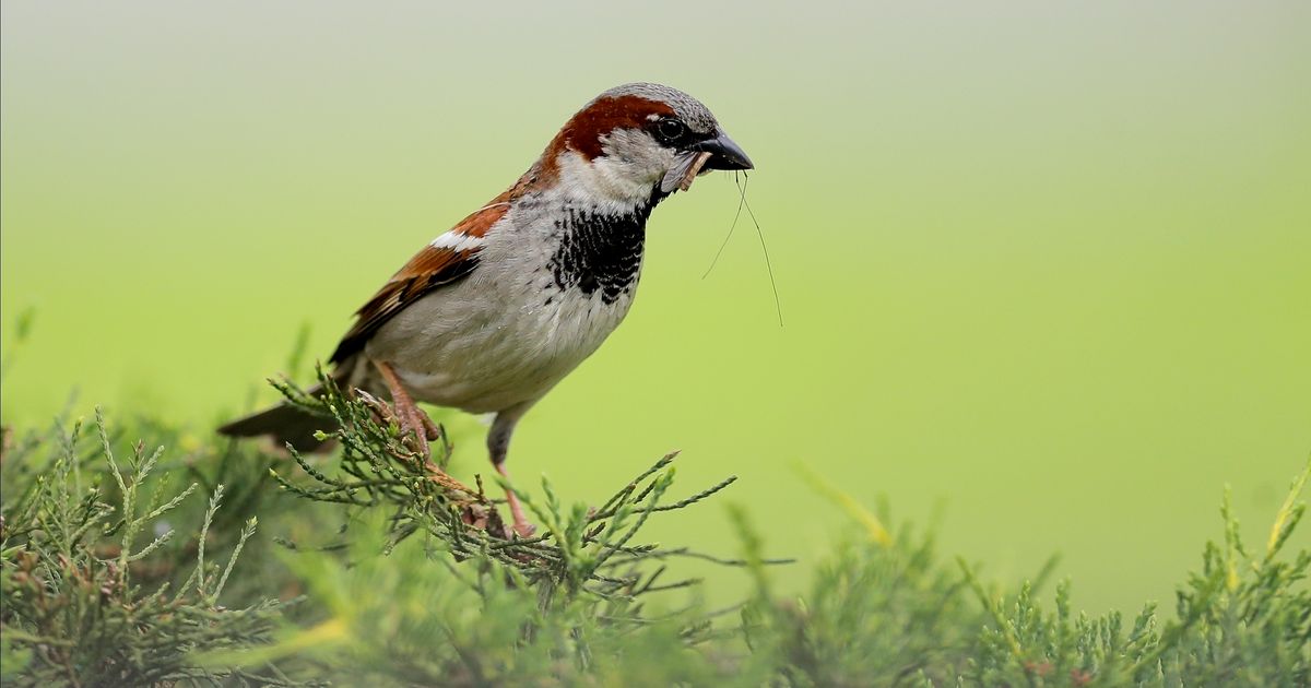 Birds nesting in agricultural lands more vulnerable to extreme heat ...