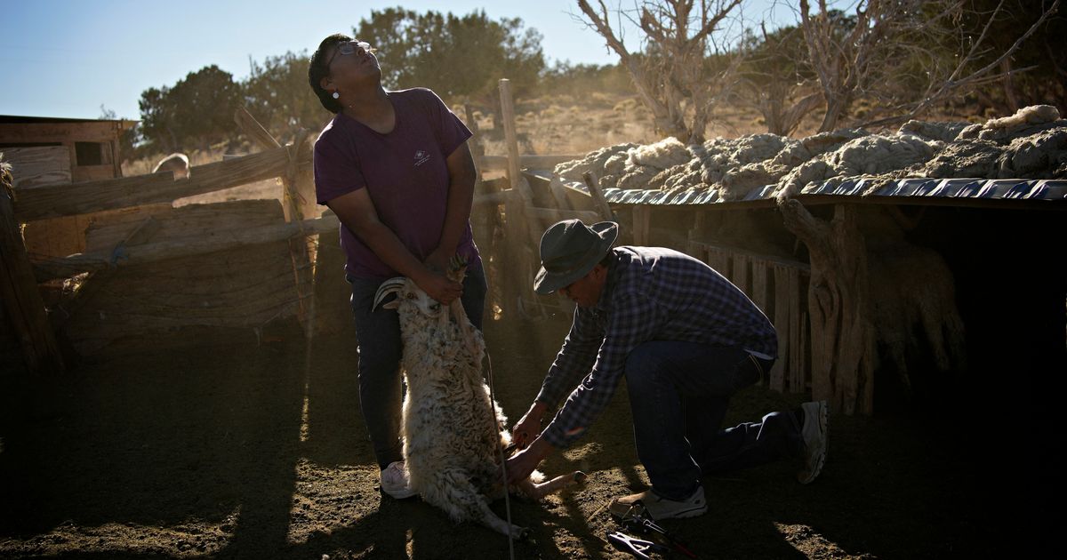 Navajo sheep herding at risk from climate change. Some young people ...