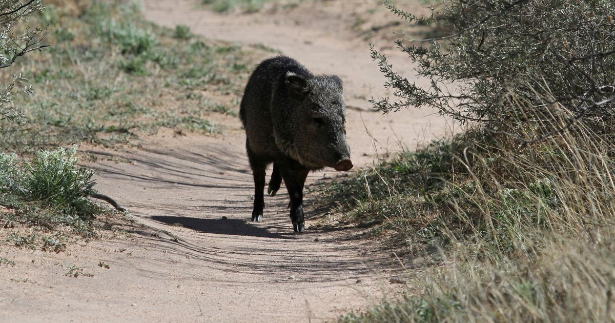 A warmer than usual summer blamed for hungry, hungry javelinas ripping ...