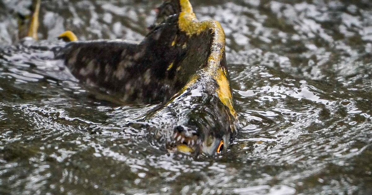 This spawning salmon has made it this far by the skin of its teeth ...
