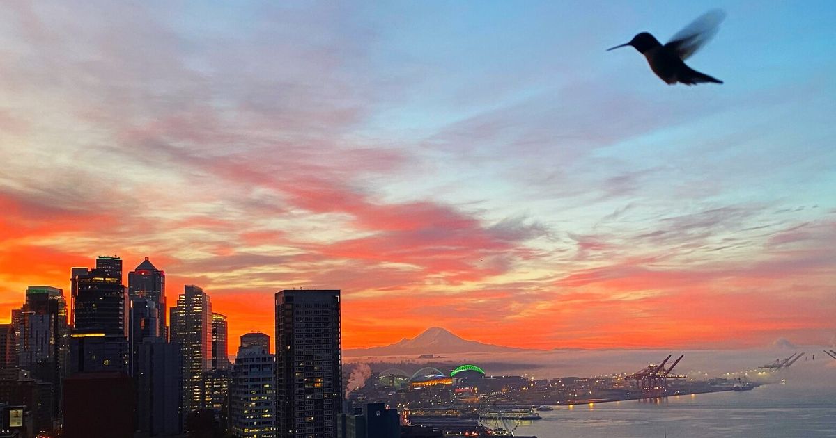 A highflying hummingbird adds a bird’s side view to a stunning sunrise ...