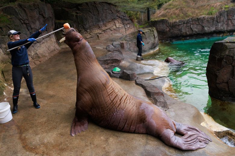 Walrus Zoo
