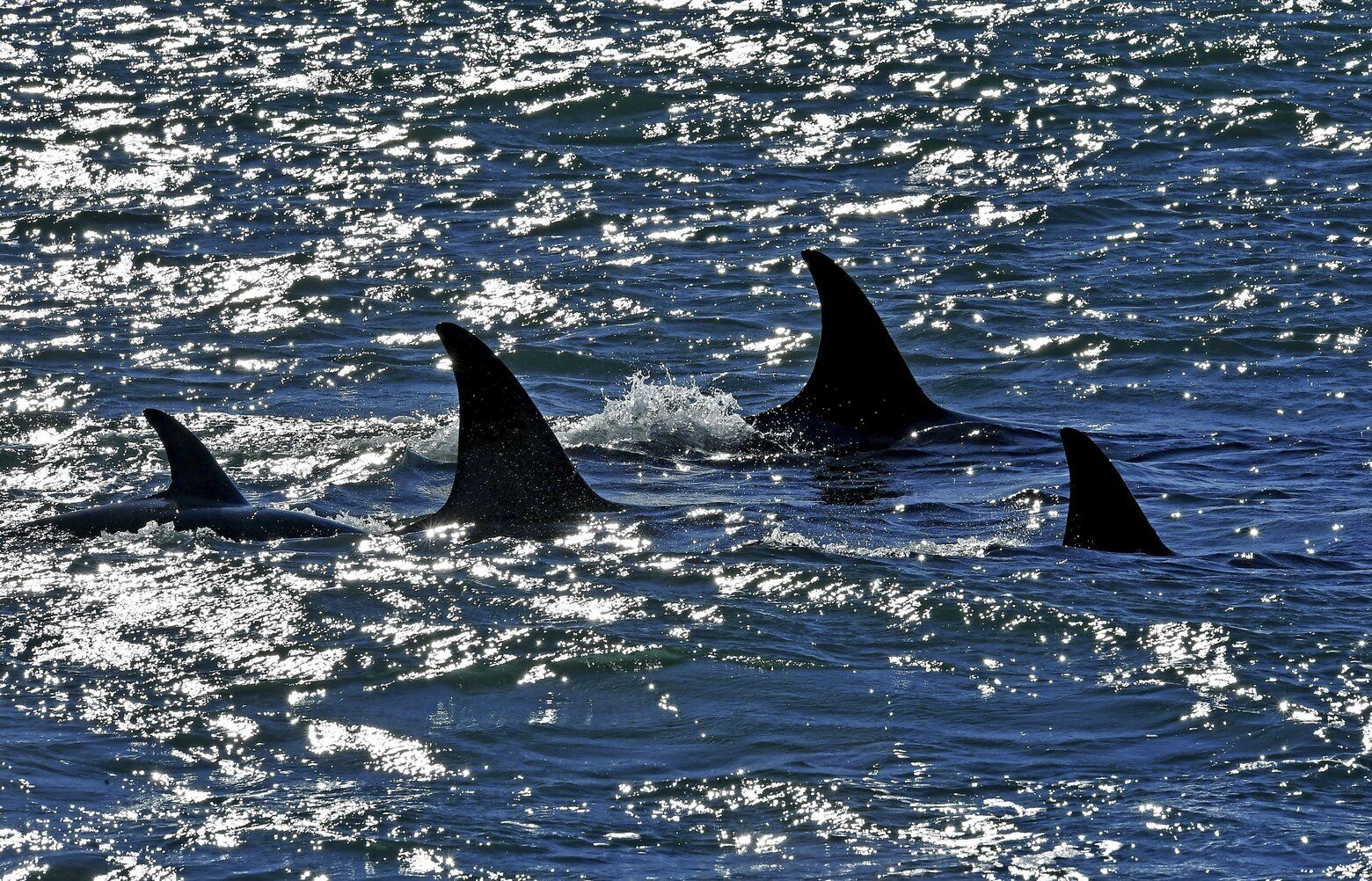Orcas | The Seattle Times