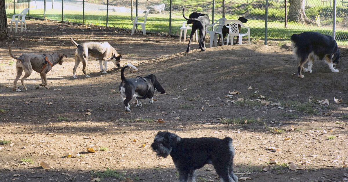 Seattle Times Classifieds Dogs