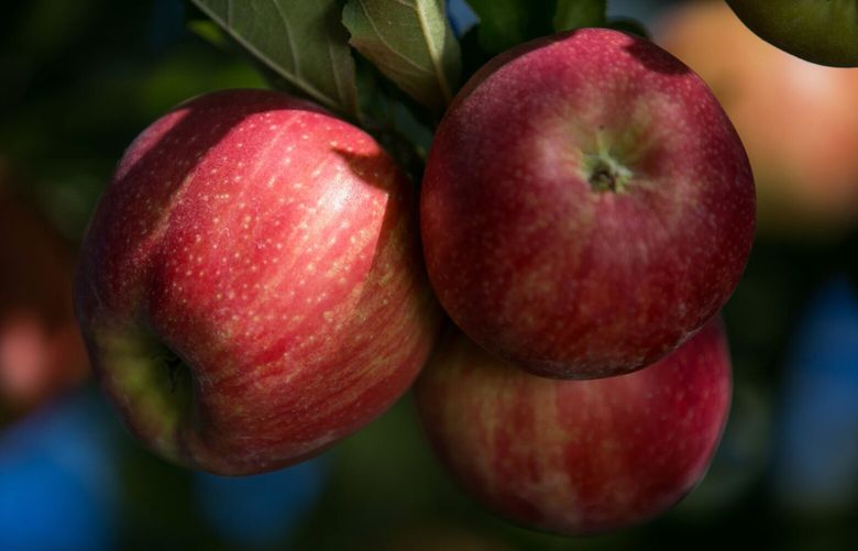 Jared England | The Seattle Times