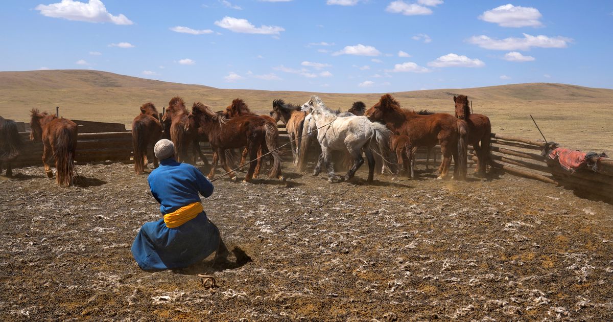 AP PHOTOS: Mongolia’s herders fight climate change with their own ...